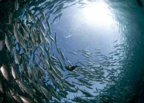 Natural capital definition | Biodiversity A-Z